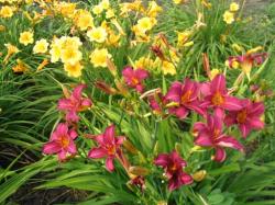 Hemerocallis Strutter Ball