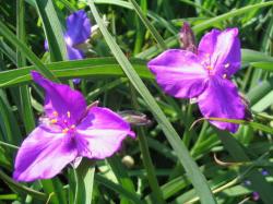 Tradescantia X andersoniana Karminglut