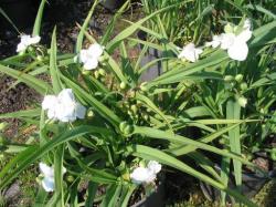 Tradescantia X andersoniana Innocence