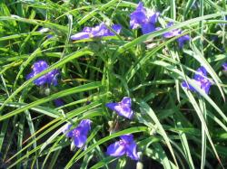 Tradescantia X andersoniana