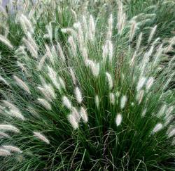 Pennisetum alopecuroides Little Bunny