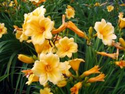 Hemerocallis Stella D`Oro