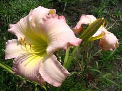 Hemerocallis Catherine Woodbury