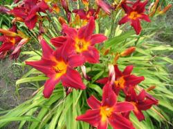 Hemerocallis Cherry Point