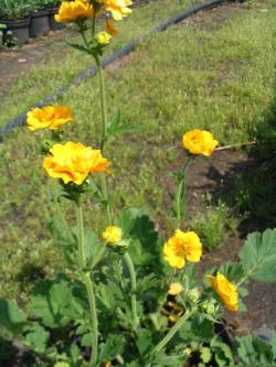 Geum X chloense Lady Stratheden