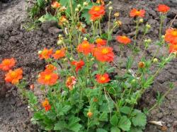 Geum coccineum Borisii