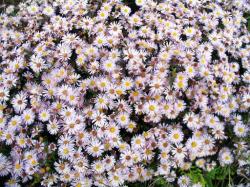 Aster dumosus Anneke