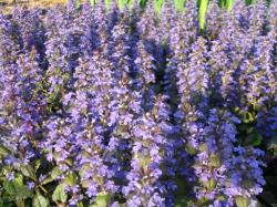 Ajuga reptans Atropurpurea