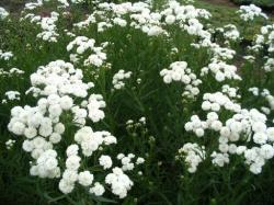 Achillea ptarmica Tepearl