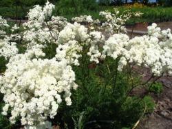 Filipendula vulgaris Flore Pleno