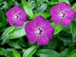 Vinca minor, zeleni list