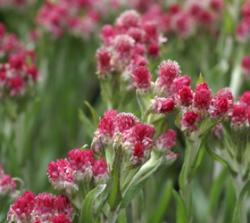 Antennaria dioica rubra