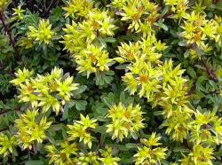 Sedum flor