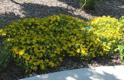 Hypericum montbretii,patuljasti kantarion