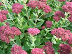 Sedum spectabile