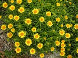 Inula ensifolia-Patuljasti oman