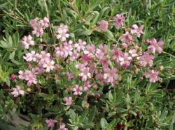 Gipsofila repens(roze cvet)