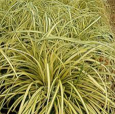 Carex Evergold