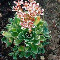 Saxifraga