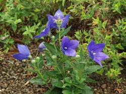 Platycodon gradniflora plavi cvet