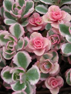 Sedum spurium tricolor