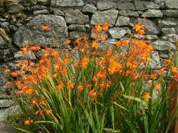 Crocosmia aurea