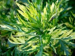 Artemisia-Pelen visoki, šarenolisni