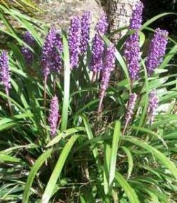 Liriope muscari