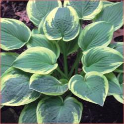 P035 - HOSTA Aureomarginata