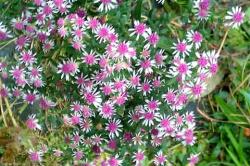 Aster Laterifolius var.Horizontalis,polegli aster