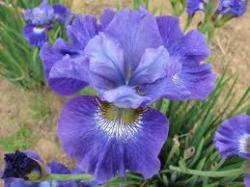 Iris sibirica plavi cvet
