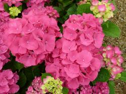 Hidrangea microphylla Sibilla - hortenzija roze cveta