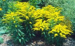 Solidago canadensis-zlatnica (patuljasta)