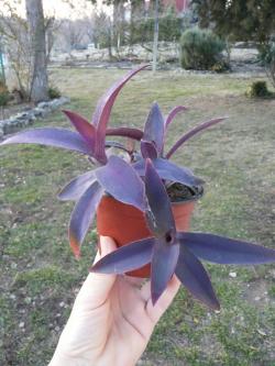 Tradescantia pallida ”Purple Queen"