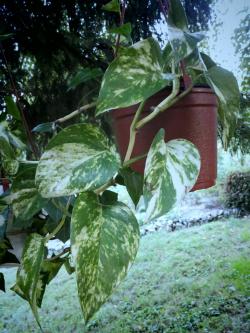 Epipremnum Aureum