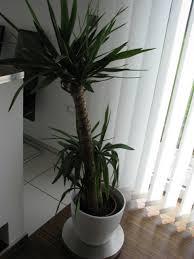 dracena-drvo života