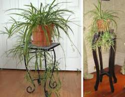 hlorofitum zeleni-sadnica