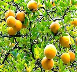 Sibirski limun 50 sadnica - Poncirus trifoliata