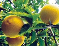 Sadnice Sibirskog Limuna Poncirus Triflorata