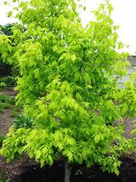 acer negundo