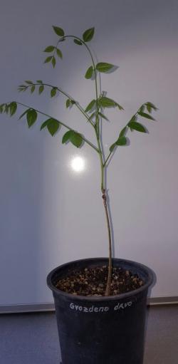 Gymnocladus dioicus - Gvozdeno drvo