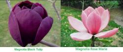Magnolia Rose Marie x Black Tulip