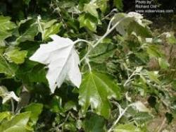 populus alba-bela topola