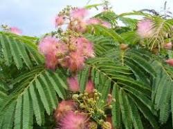albicija-svileno drvo roze