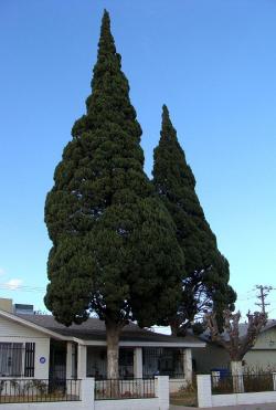 Cupressus sempervirens - Mediteranski čempres (seme)