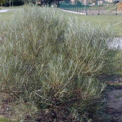 Salix rosmarinifolia,ukrasna vrba