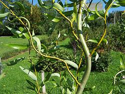 Salix matsudana-Spiralna vrba