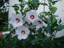 sirijska ruža beli cvet
