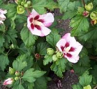 hibiskus baštenski -sirijska ruža