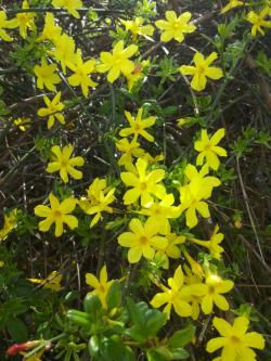 Jasminum nudiflorum-Zimski jasmin